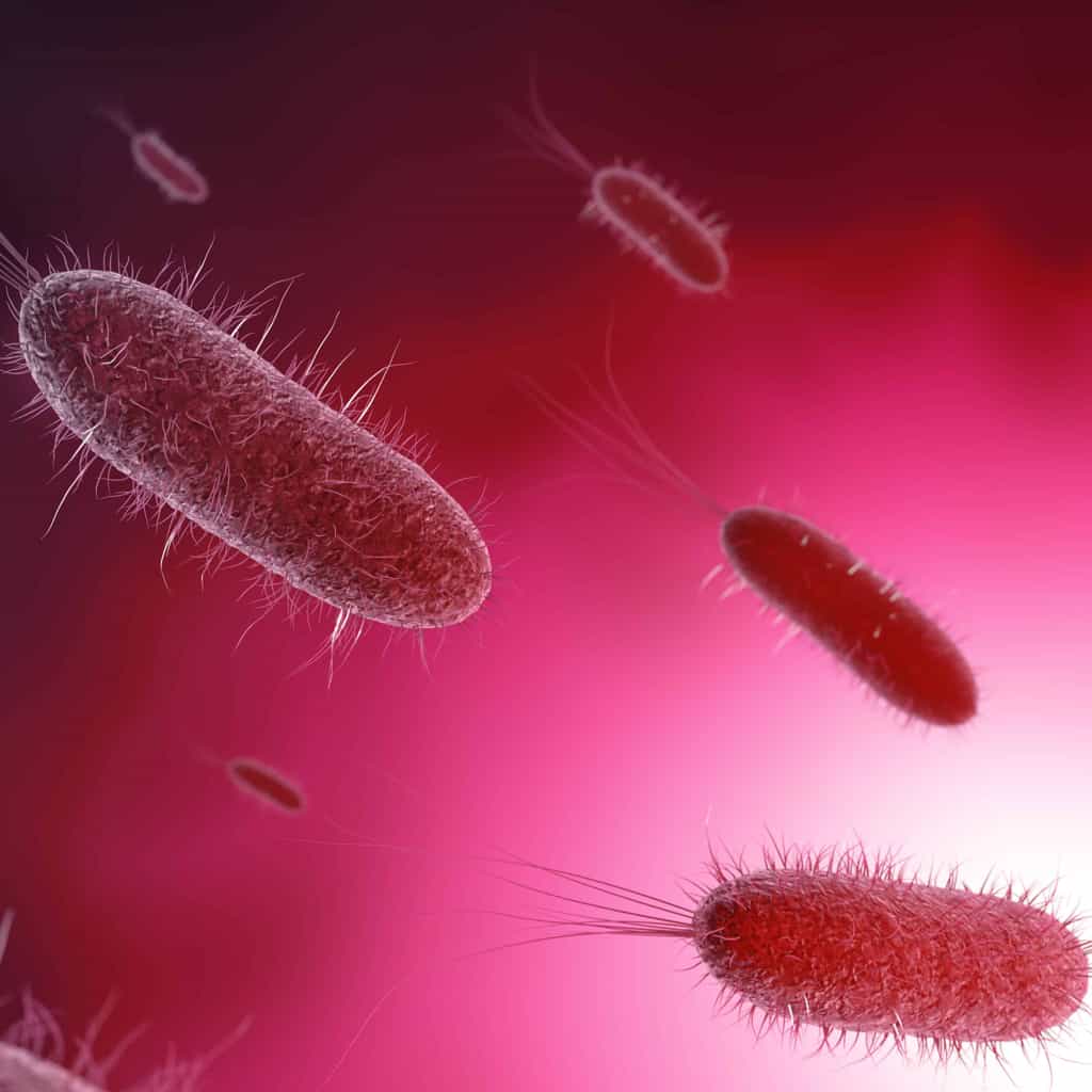 Biosecurity Preparedness Avicena